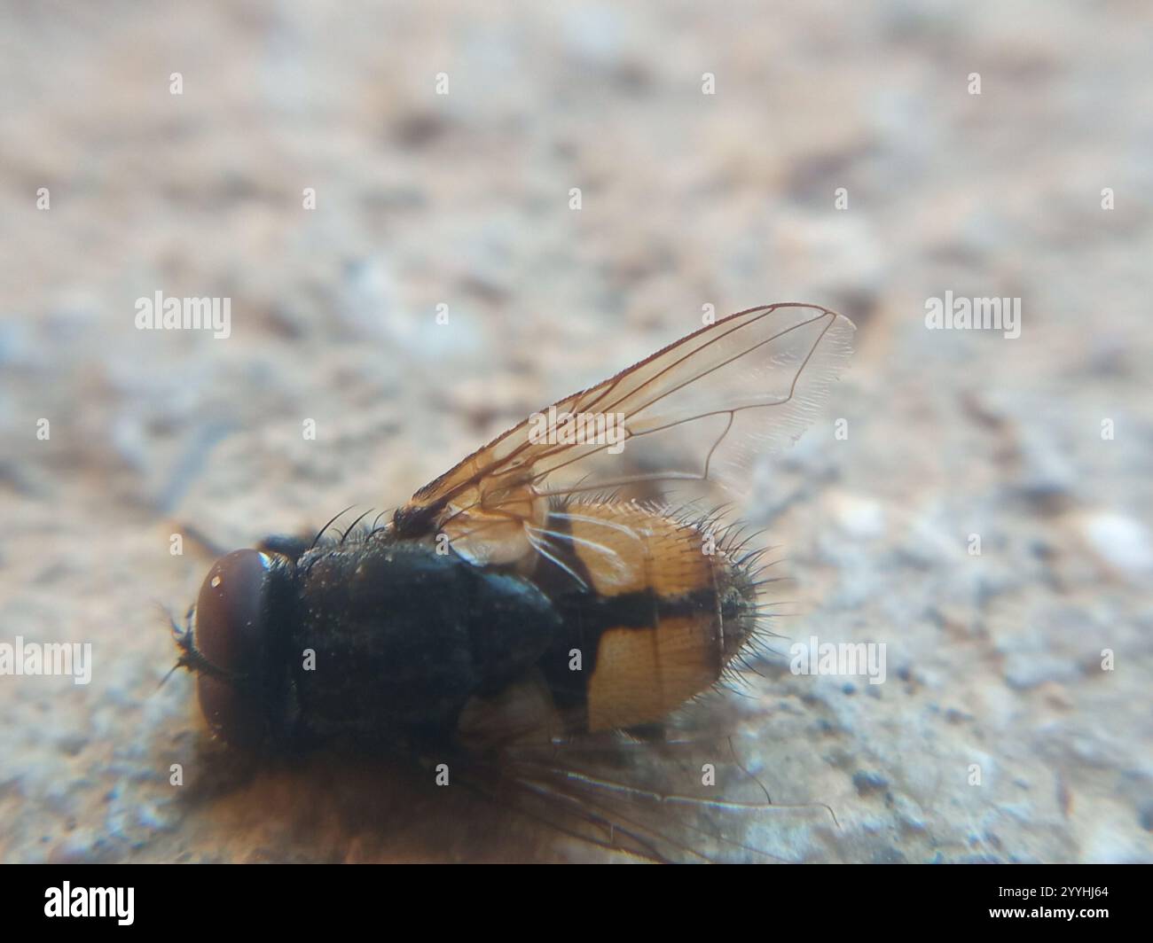 Face fly (Musca autumnalis Stock Photo - Alamy