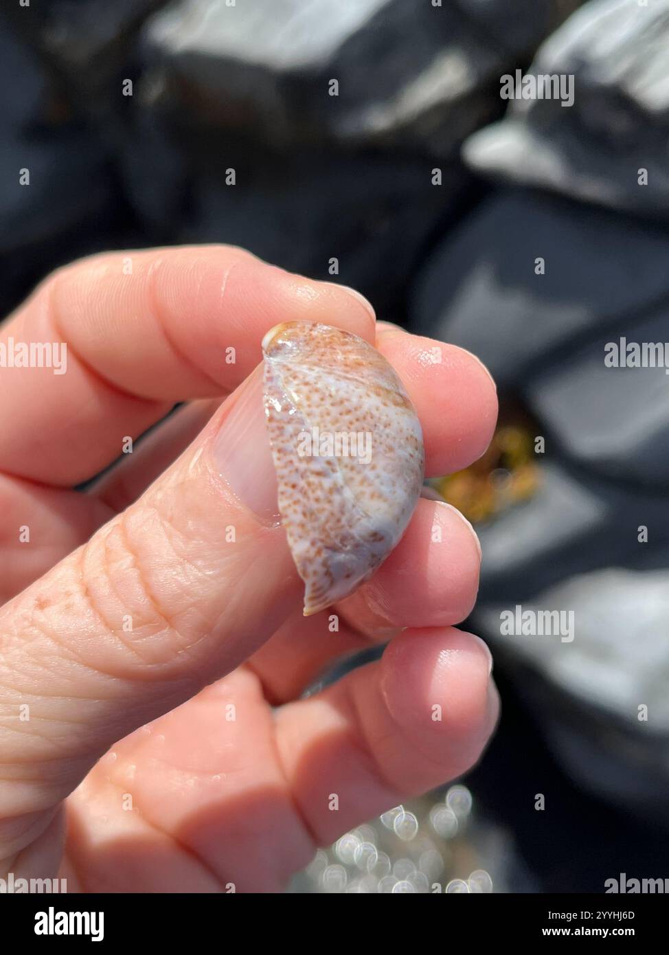 Common Atlantic Slippersnail (Crepidula fornicata Stock Photo - Alamy