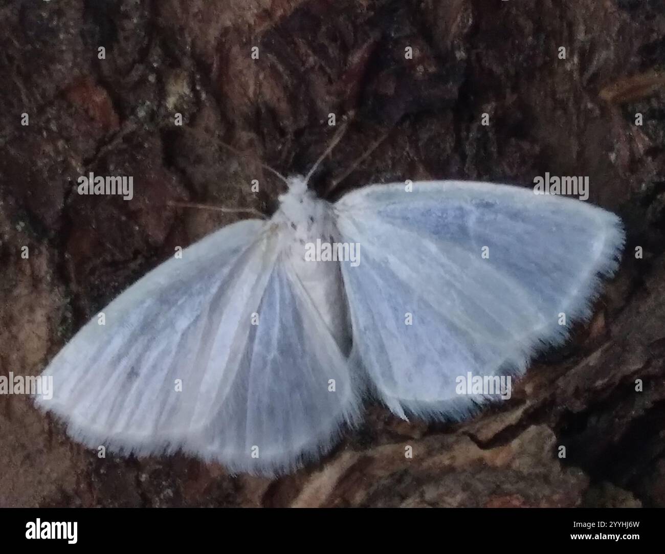 White Spring Moth (Lomographa vestaliata Stock Photo - Alamy