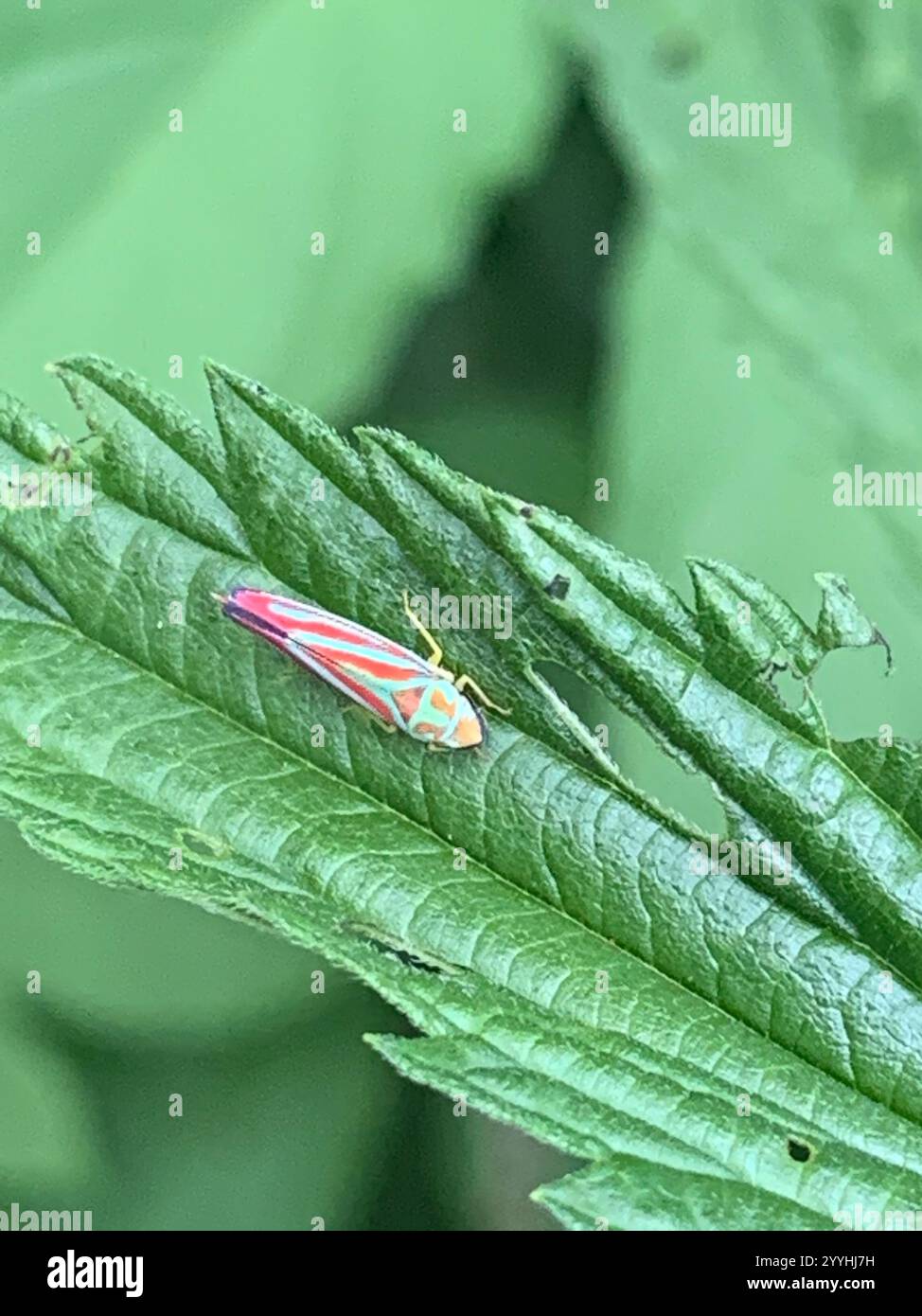 Red-banded Leafhopper (Graphocephala coccinea Stock Photo - Alamy