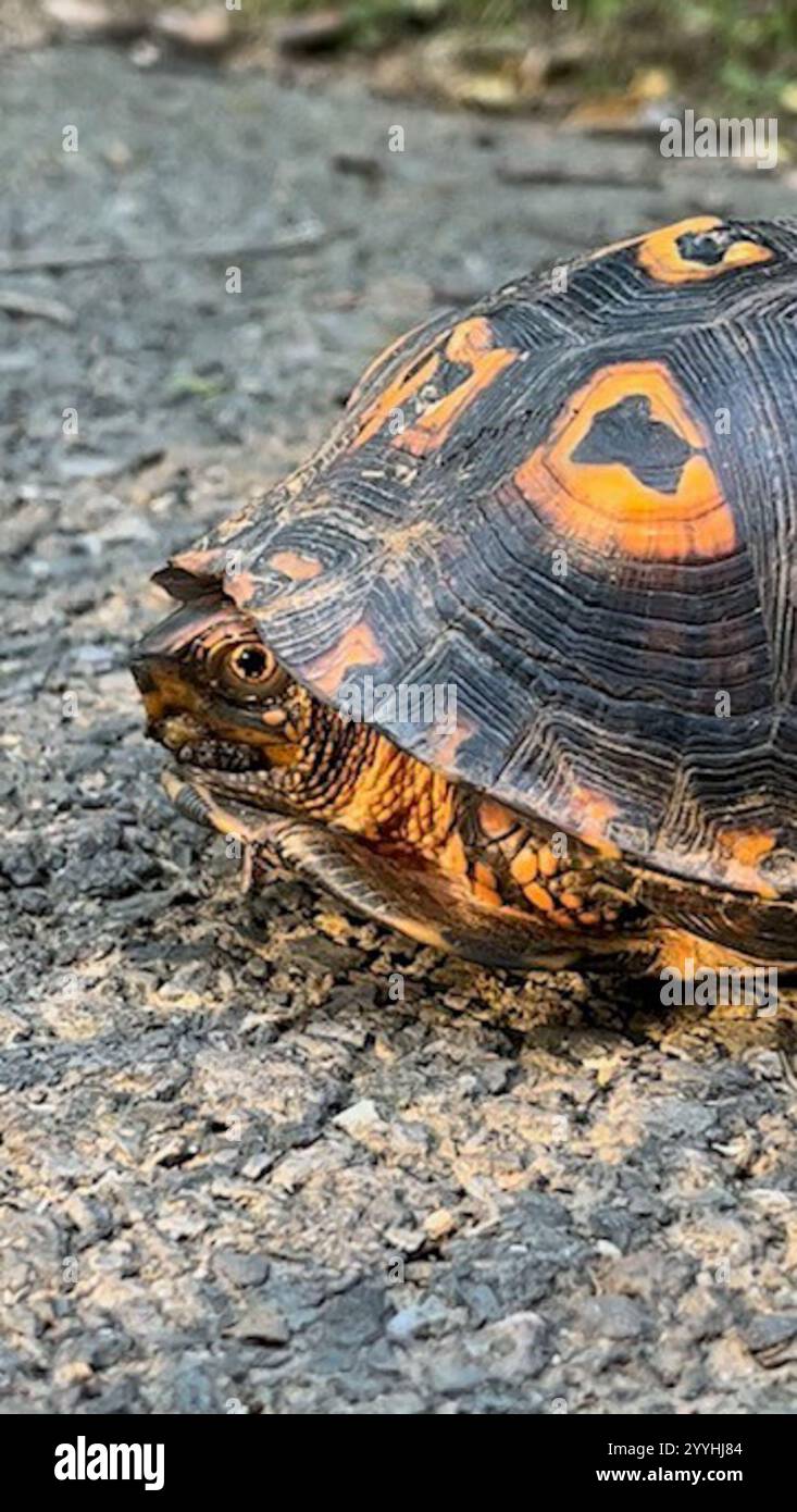 Eastern Box Turtle (Terrapene carolina carolina Stock Photo - Alamy