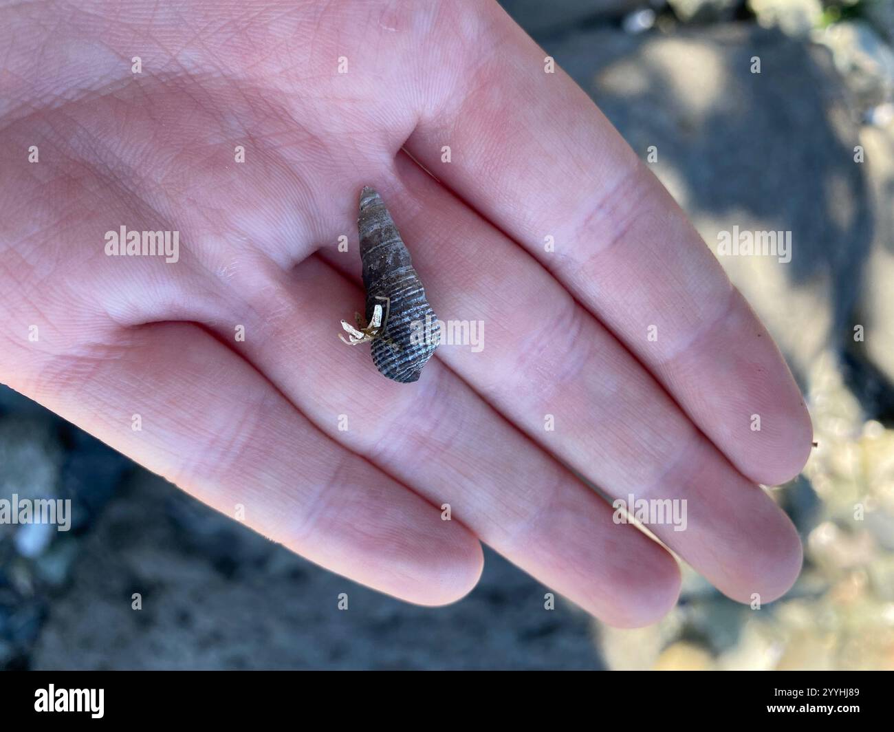 Cerith Snails and Allies (Cerithioidea Stock Photo - Alamy
