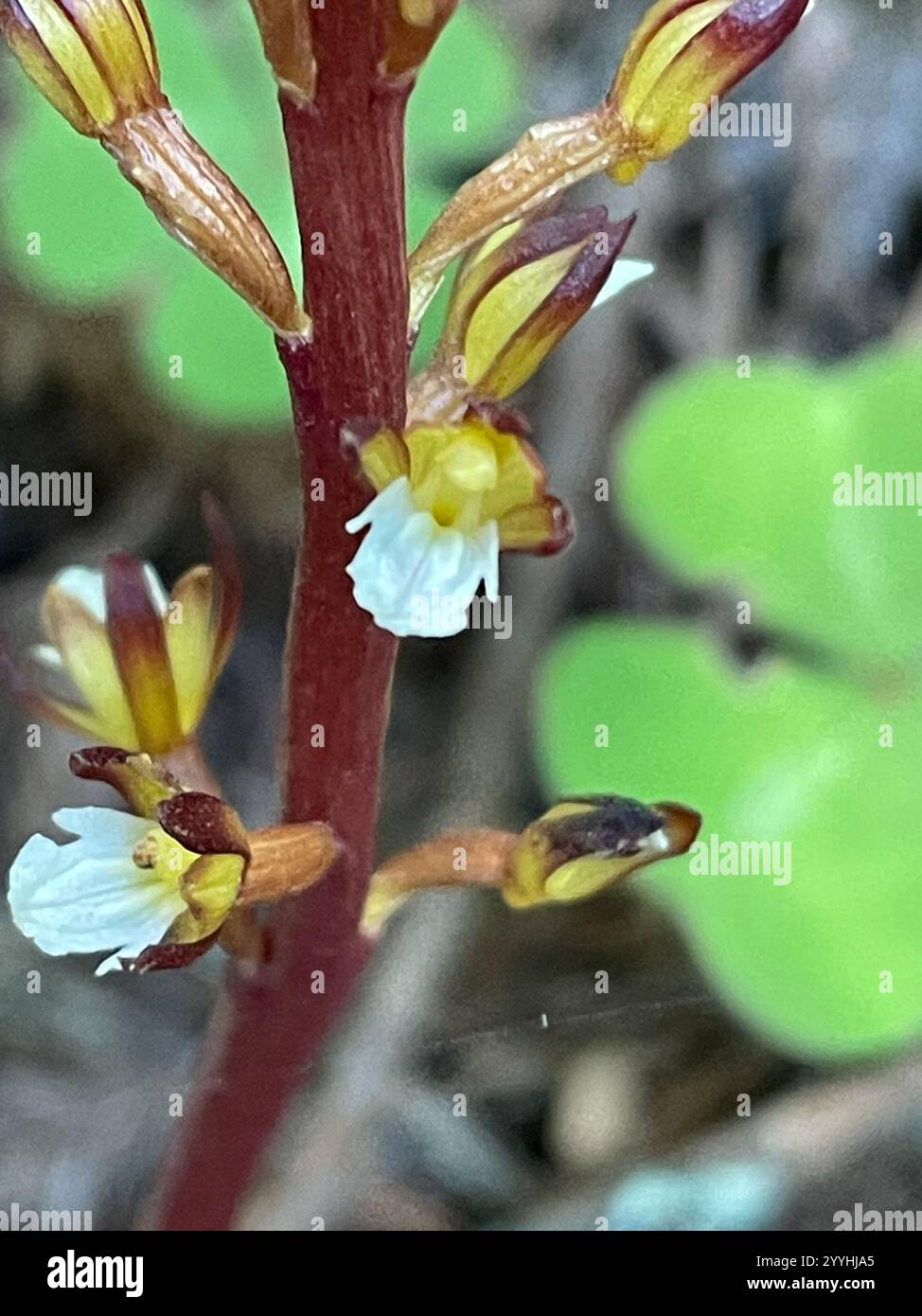 Eastern spotted coralroot (Corallorhiza maculata maculata Stock Photo ...