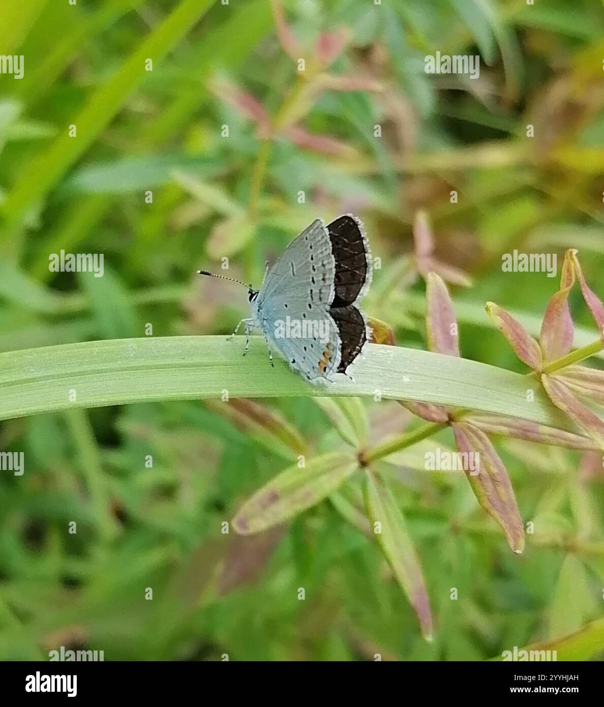 Short-tailed Blue (Cupido argiades Stock Photo - Alamy