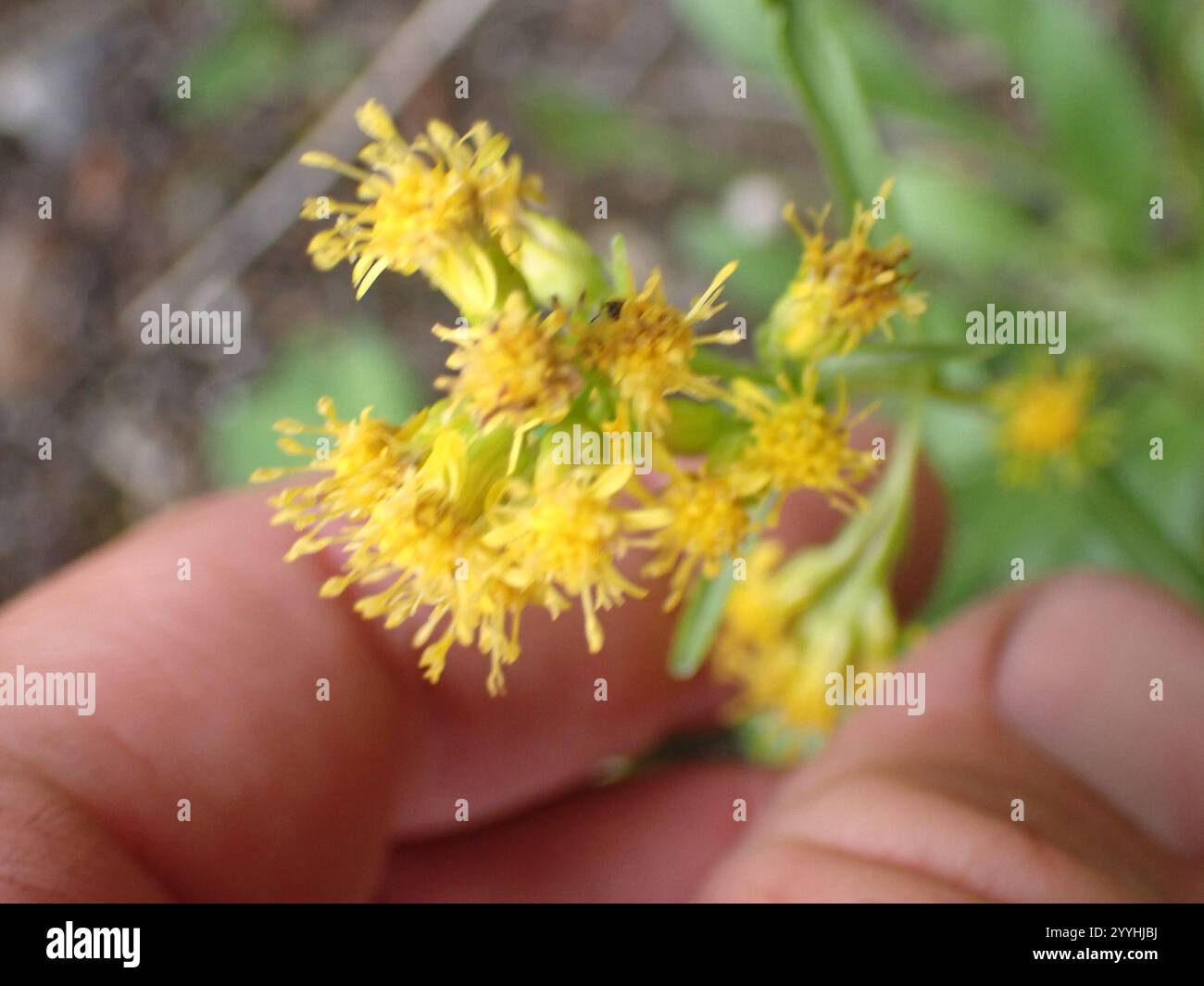 Sticky Goldenrod (Solidago simplex Stock Photo - Alamy