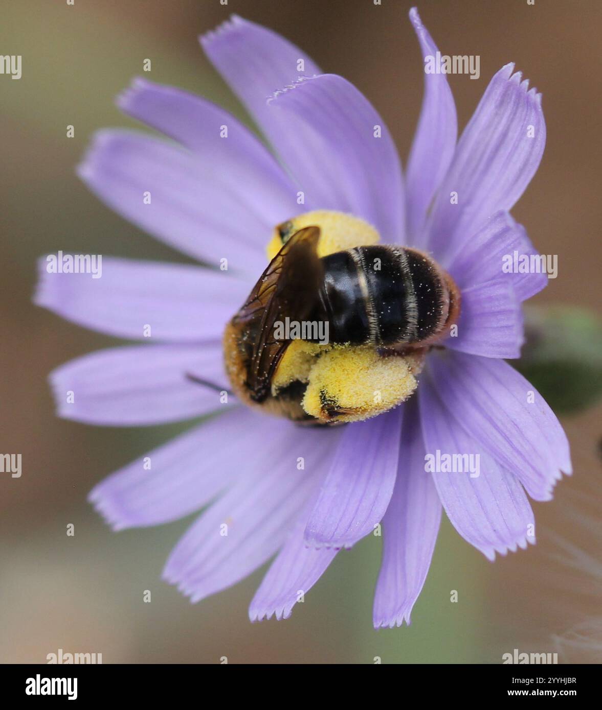 Mining Bees (Andrena Stock Photo - Alamy