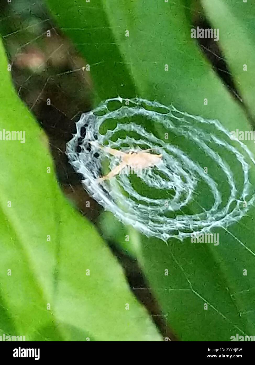 Feather-legged Spiders (Uloborus Stock Photo - Alamy