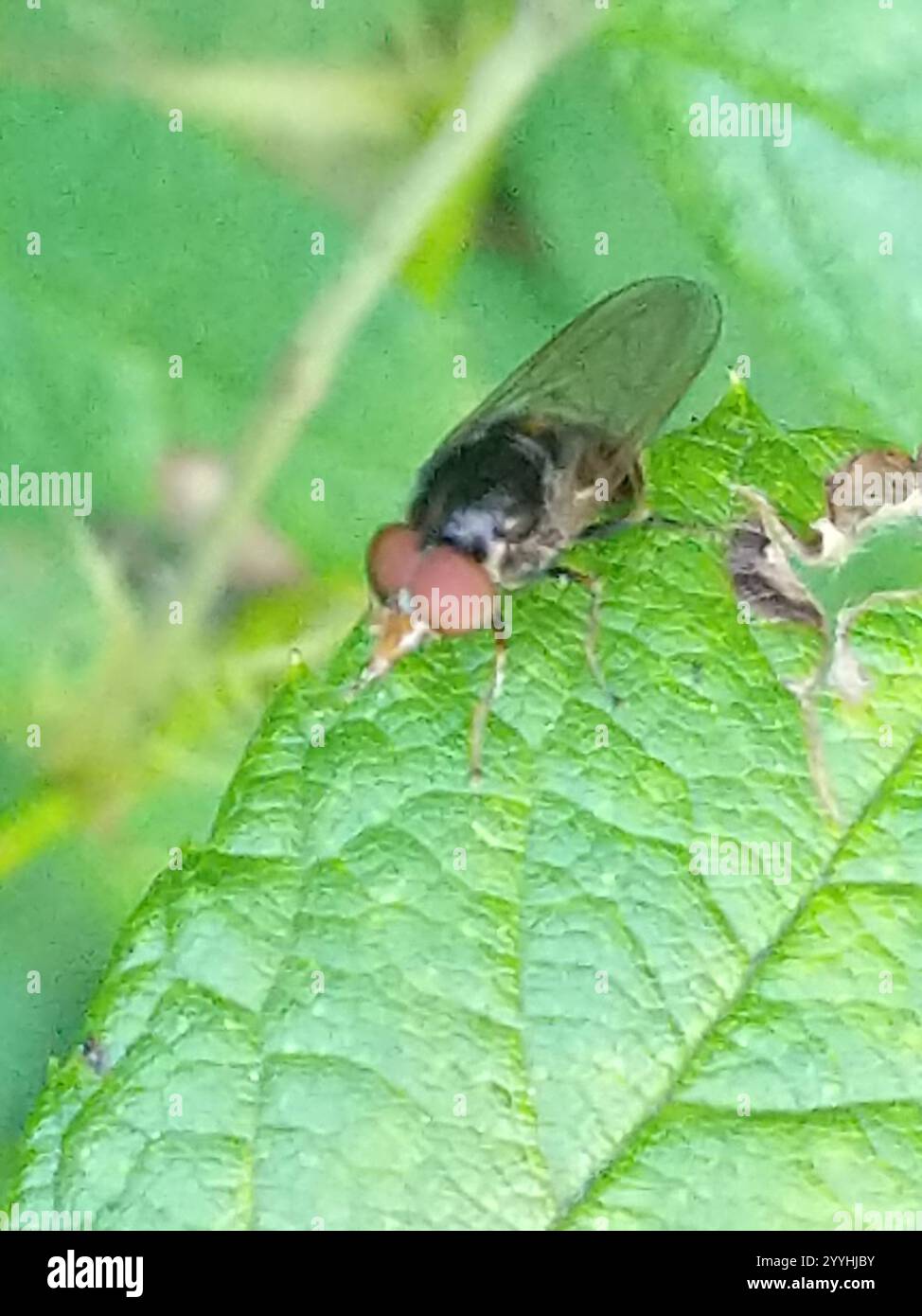 American Snout Fly (Rhingia nasica Stock Photo - Alamy