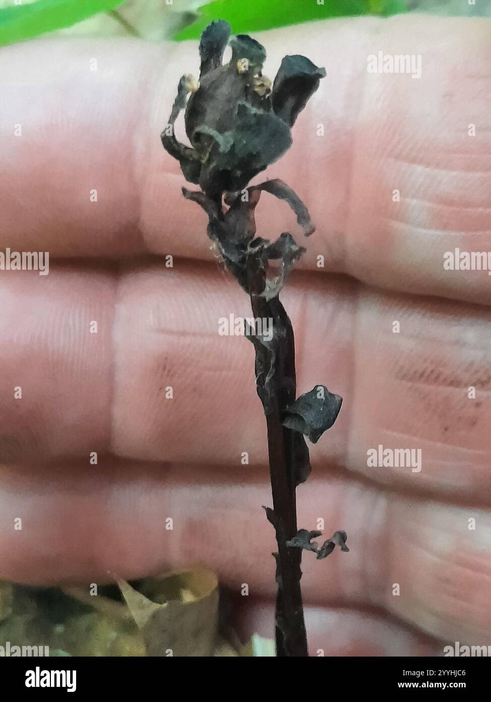 Ghost Pipe (Monotropa uniflora Stock Photo - Alamy