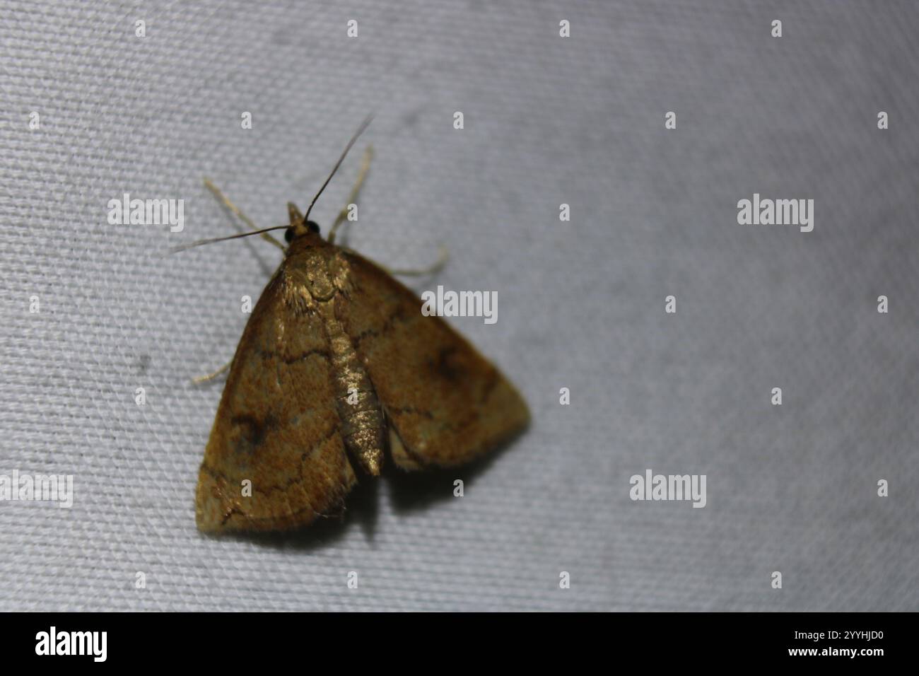 Mint Root Borer Moth (Fumibotys fumalis Stock Photo - Alamy