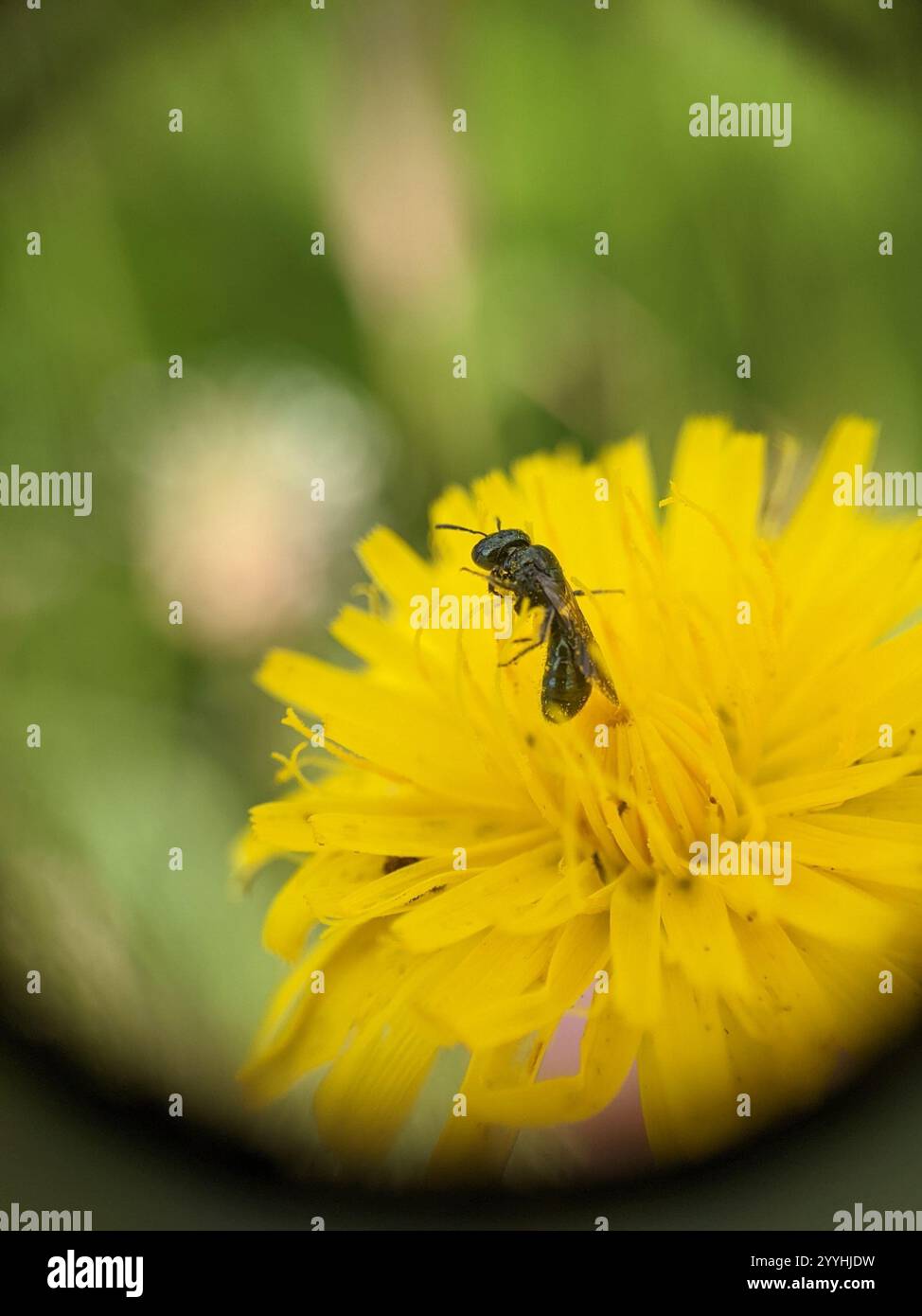 Small Carpenter Bees (Ceratina Stock Photo - Alamy