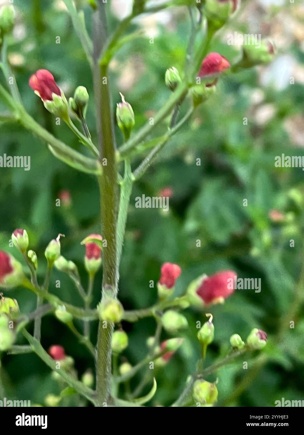 California beeplant (Scrophularia californica Stock Photo - Alamy