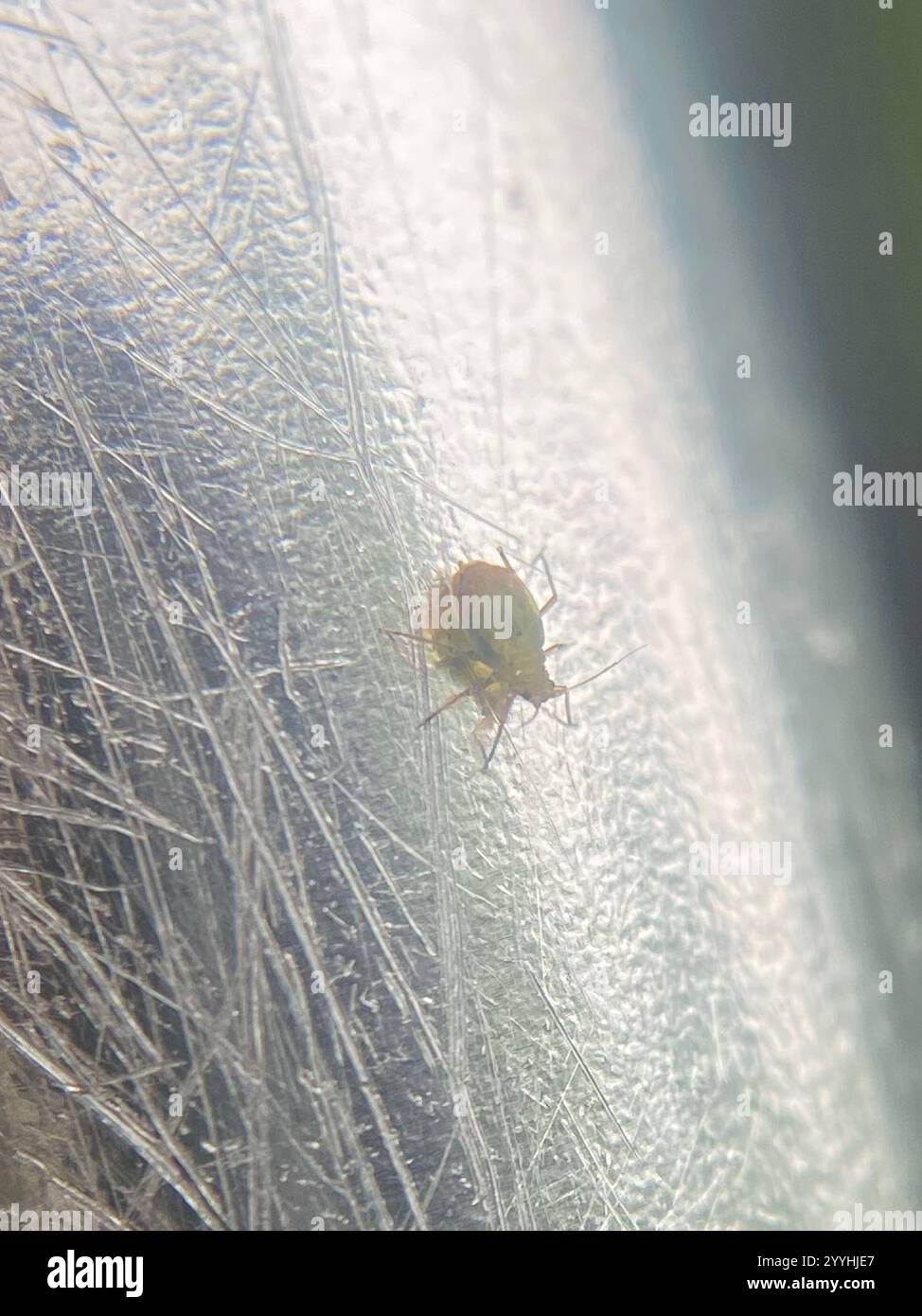 True Bugs, Hoppers, Aphids, and allies (Hemiptera Stock Photo - Alamy