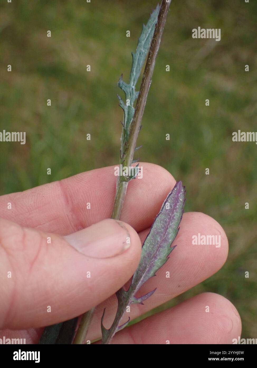 balsam ragwort (Packera paupercula Stock Photo - Alamy