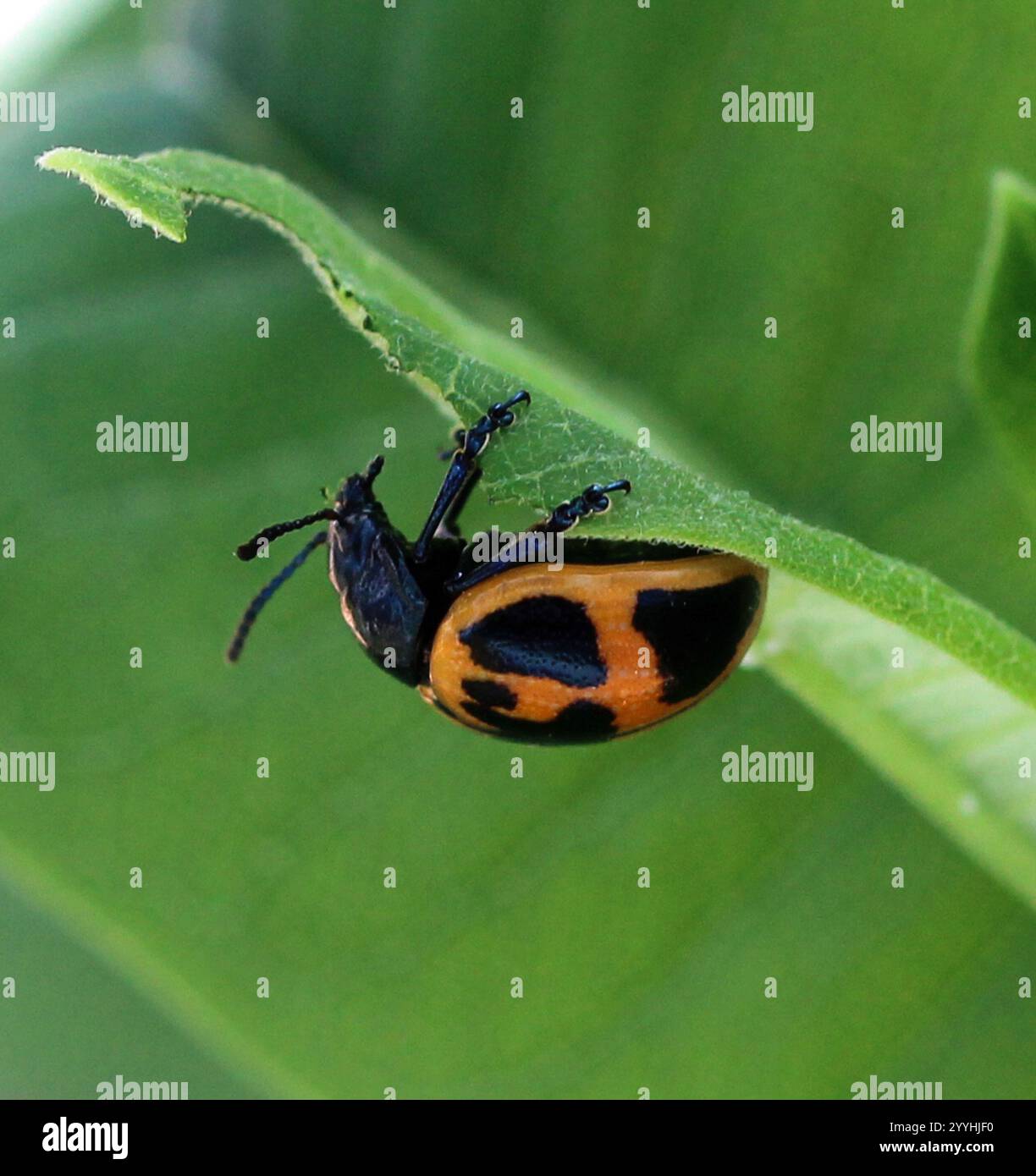Swamp Milkweed Leaf Beetle (Labidomera clivicollis Stock Photo - Alamy