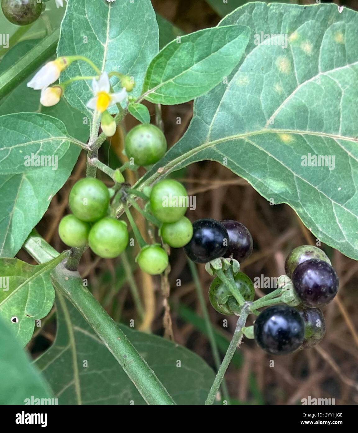 American black nightshade (Solanum americanum Stock Photo - Alamy