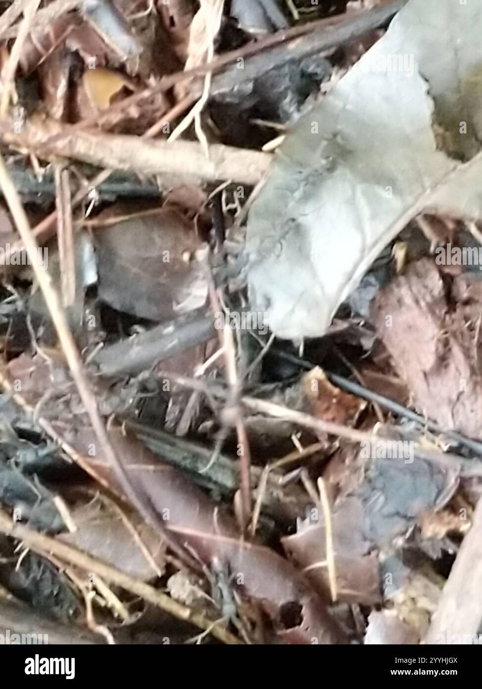 Army Ants and Allies (Dorylinae Stock Photo - Alamy