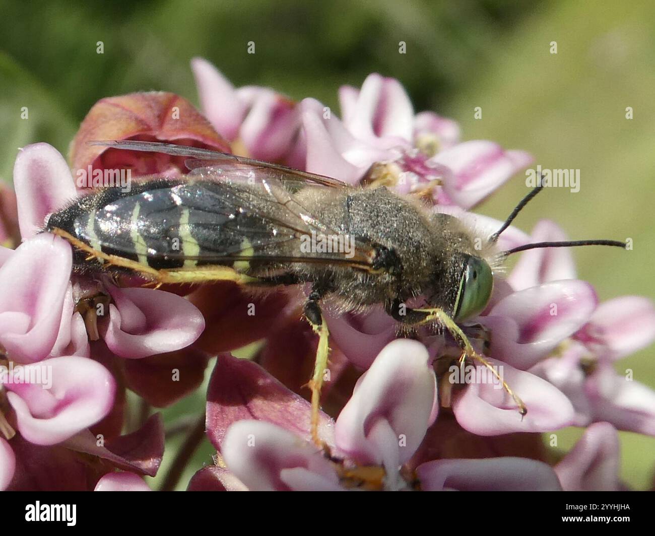American Sand Wasp (Bembix americana Stock Photo - Alamy