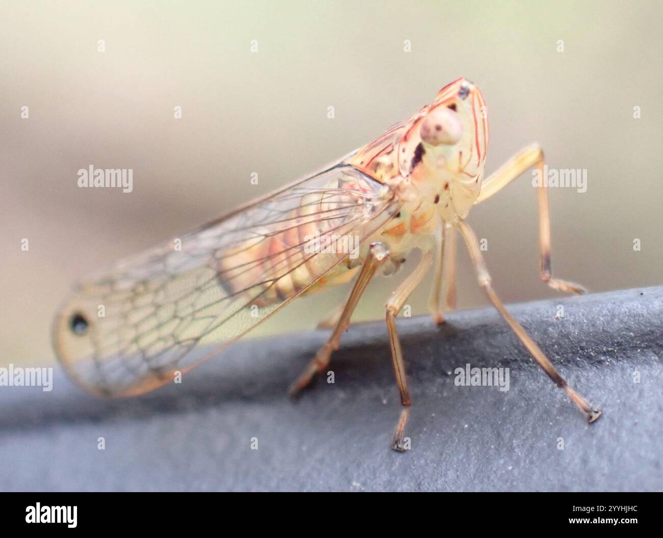 palm planthopper (Magia subocellata Stock Photo - Alamy