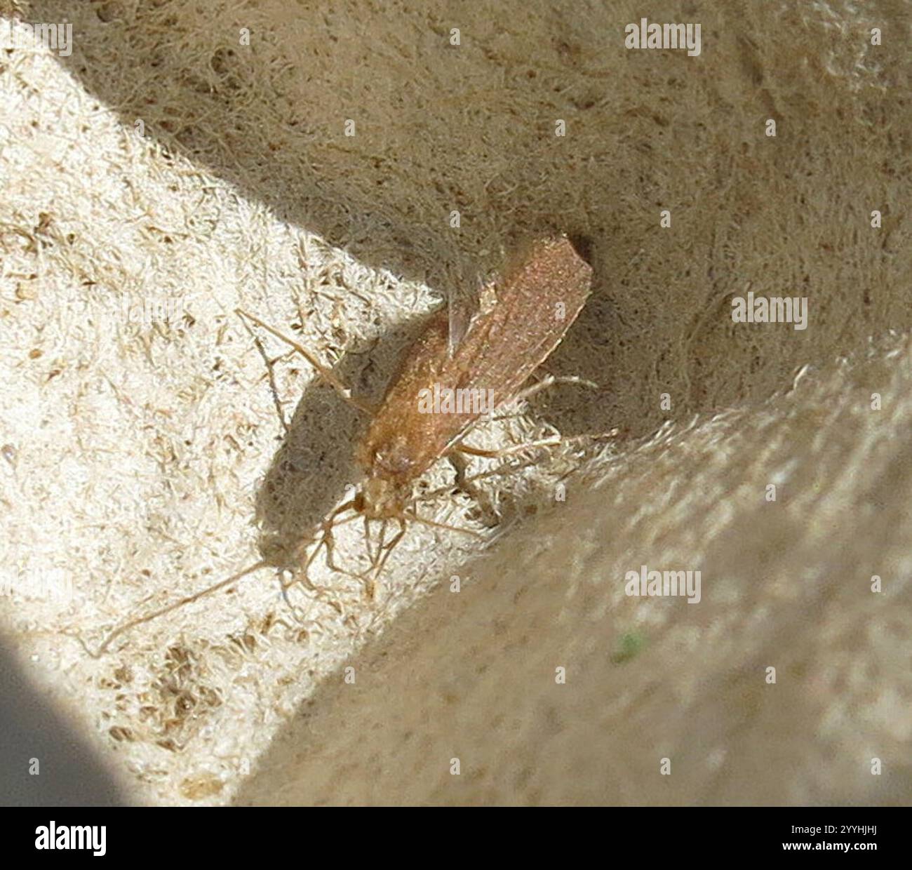Net Tube Caddisflies (Psychomyiidae Stock Photo - Alamy