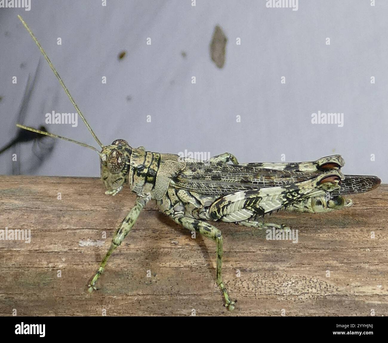Pine tree Spur-throat Grasshopper (Melanoplus punctulatus Stock Photo ...
