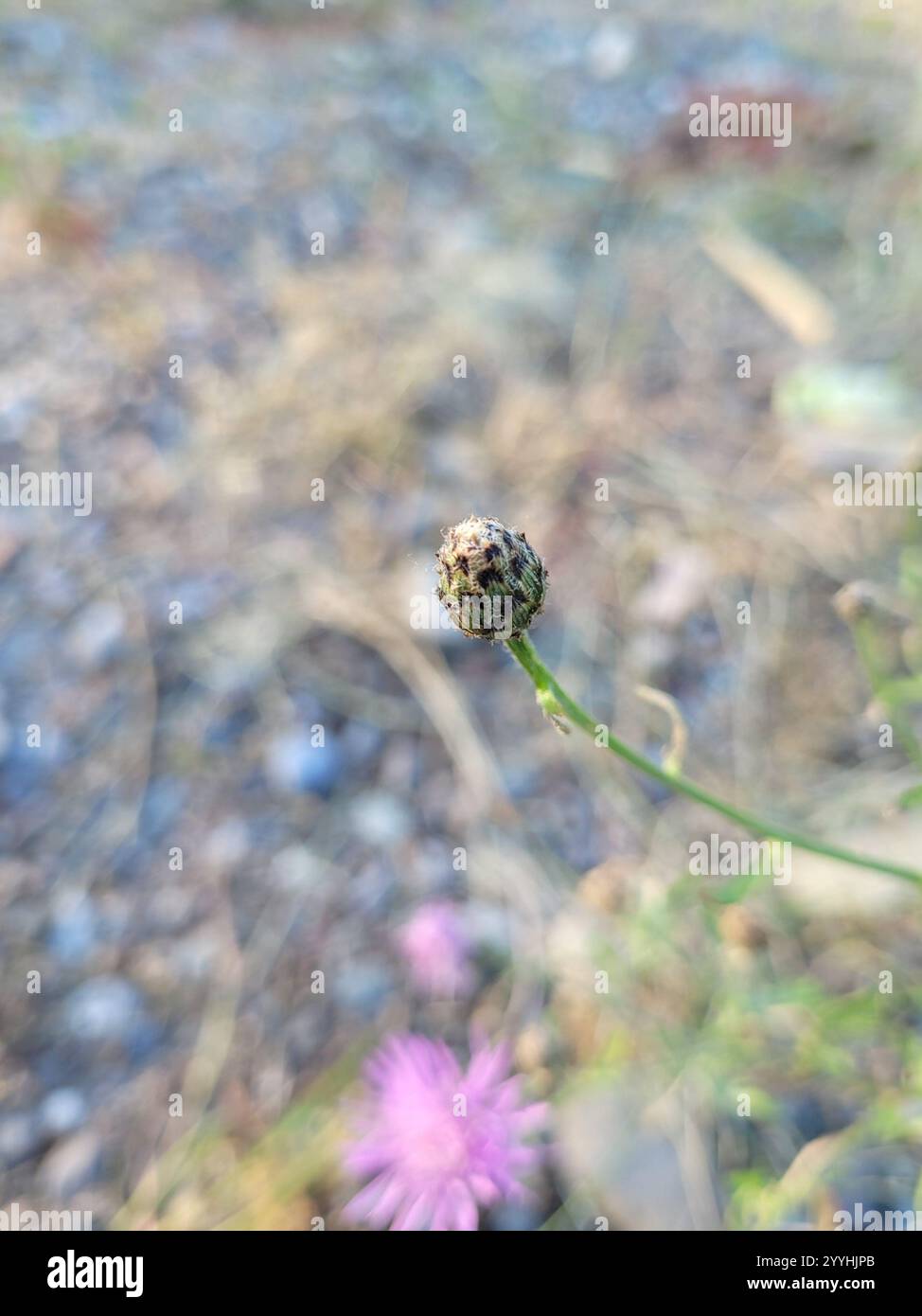 spotted knapweed (Centaurea stoebe Stock Photo - Alamy