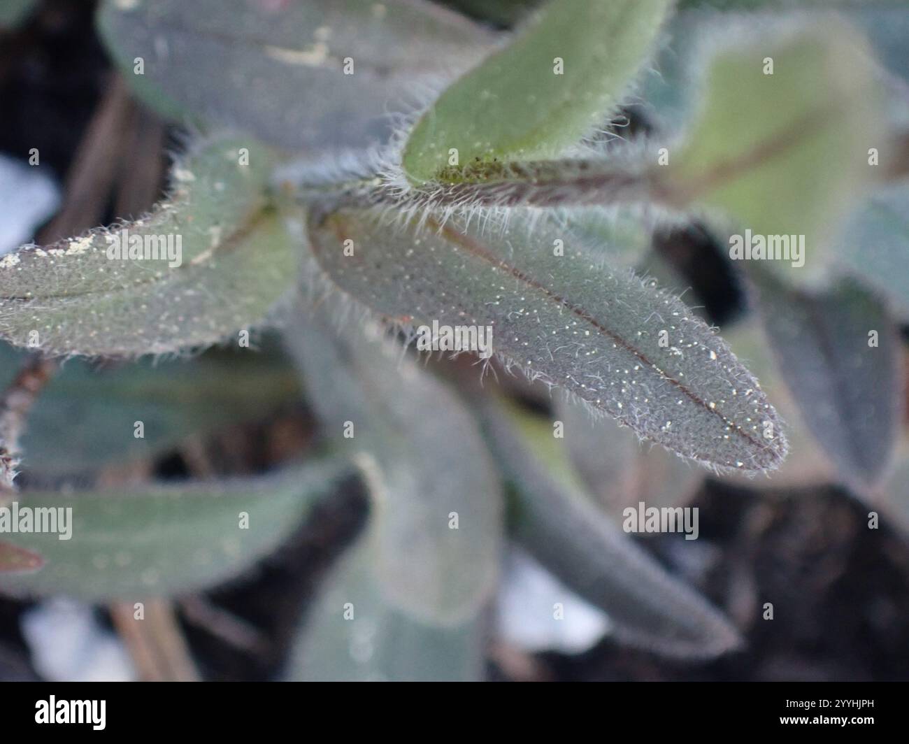 mountain forget-me-not (Myosotis asiatica Stock Photo - Alamy