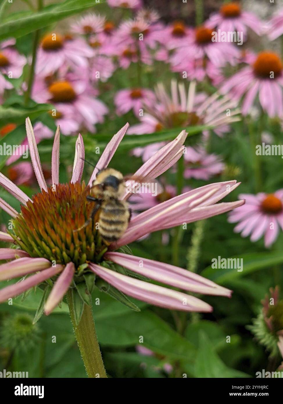 Golden Northern Bumble Bee (Bombus fervidus Stock Photo - Alamy