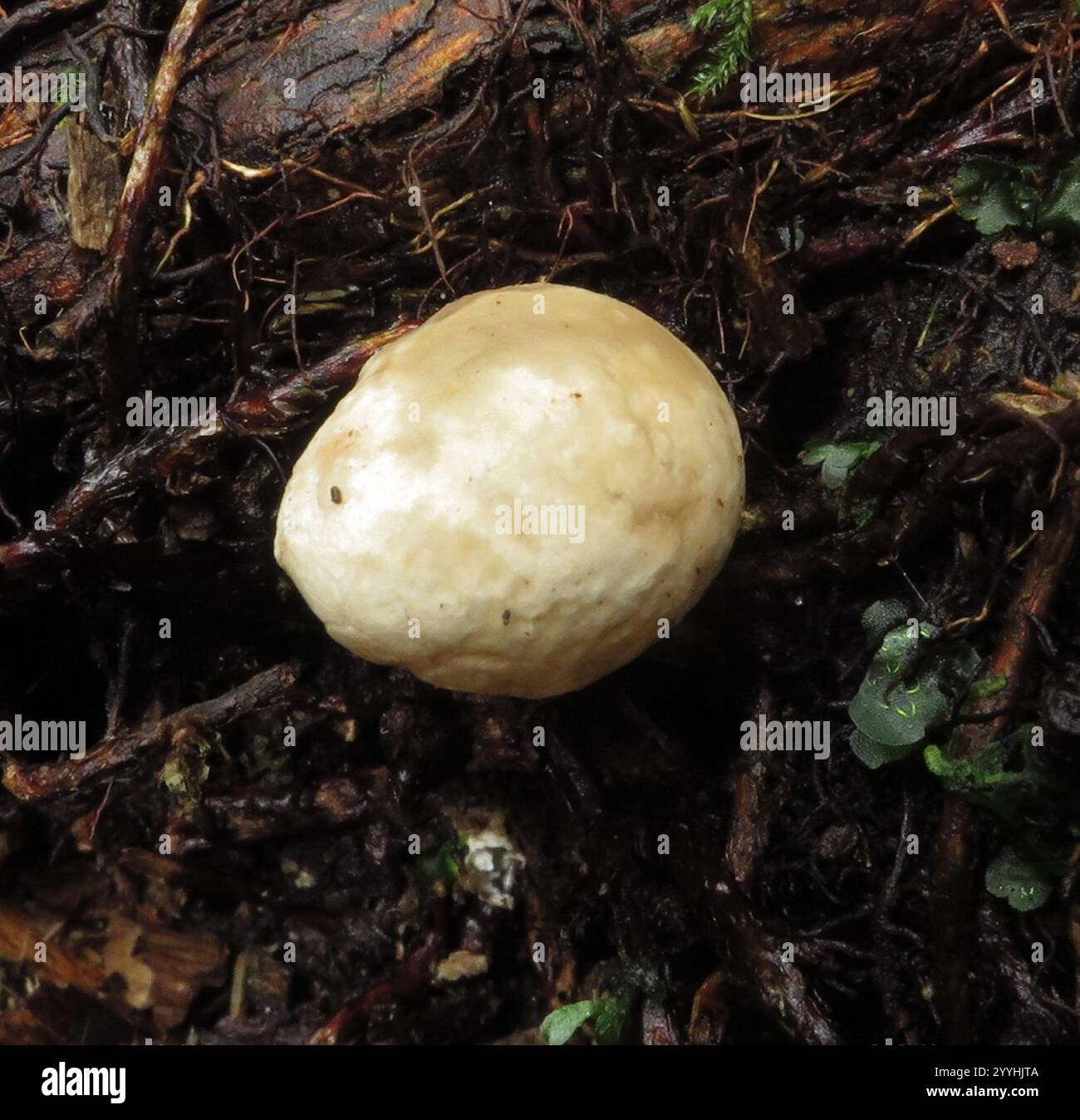 stinkhorns and allies (Phallales Stock Photo - Alamy