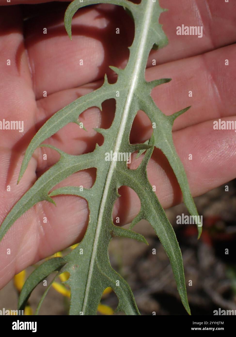 Slender Hawksbeard (Crepis atribarba Stock Photo - Alamy