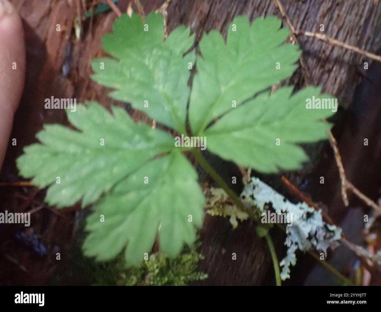 Five-leaf Dwarf Bramble (Rubus pedatus Stock Photo - Alamy