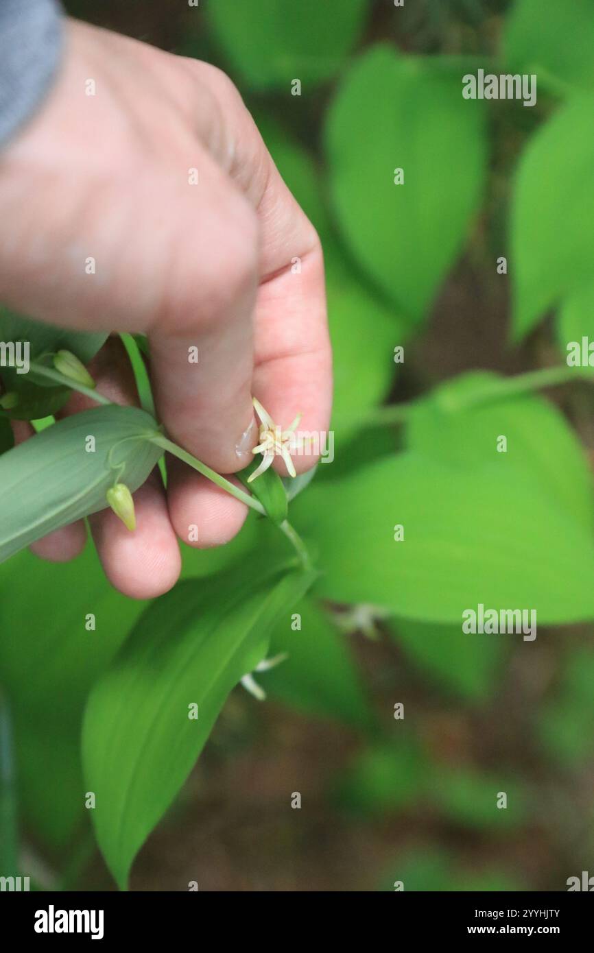 white twisted-stalk (Streptopus amplexifolius Stock Photo - Alamy