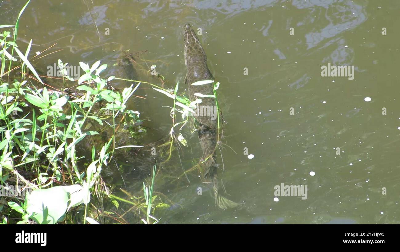 Florida Gar (Lepisosteus platyrhincus Stock Photo - Alamy