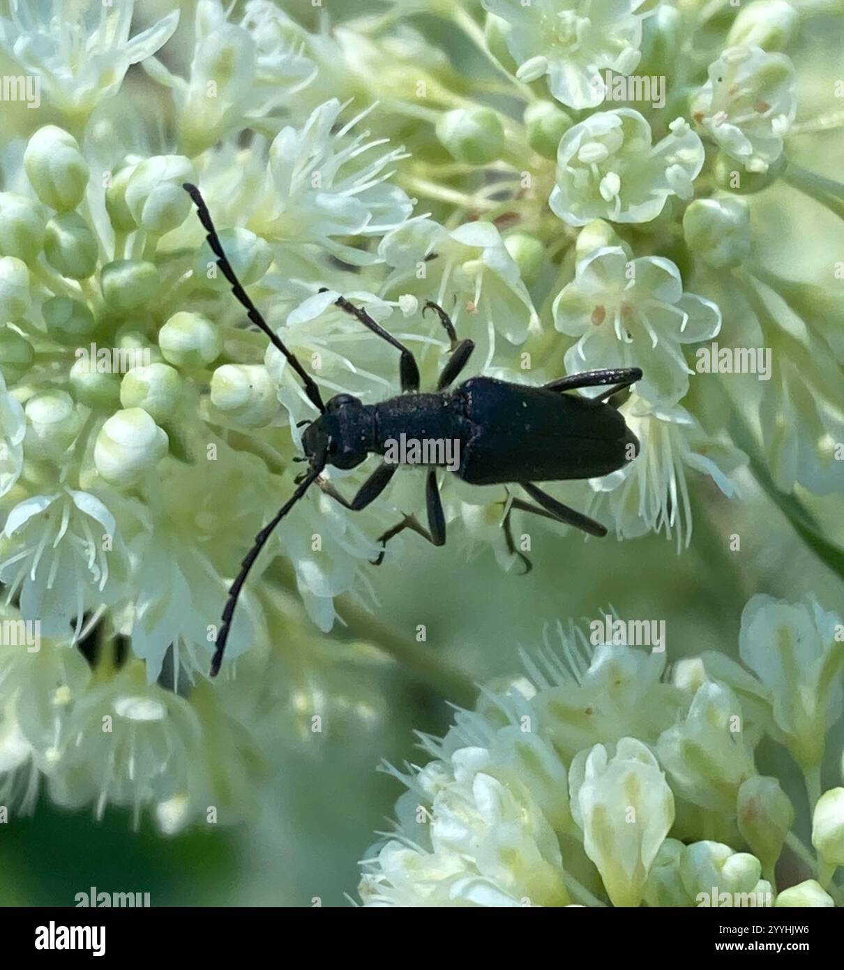 Longhorn Beetles (Cerambycidae Stock Photo - Alamy