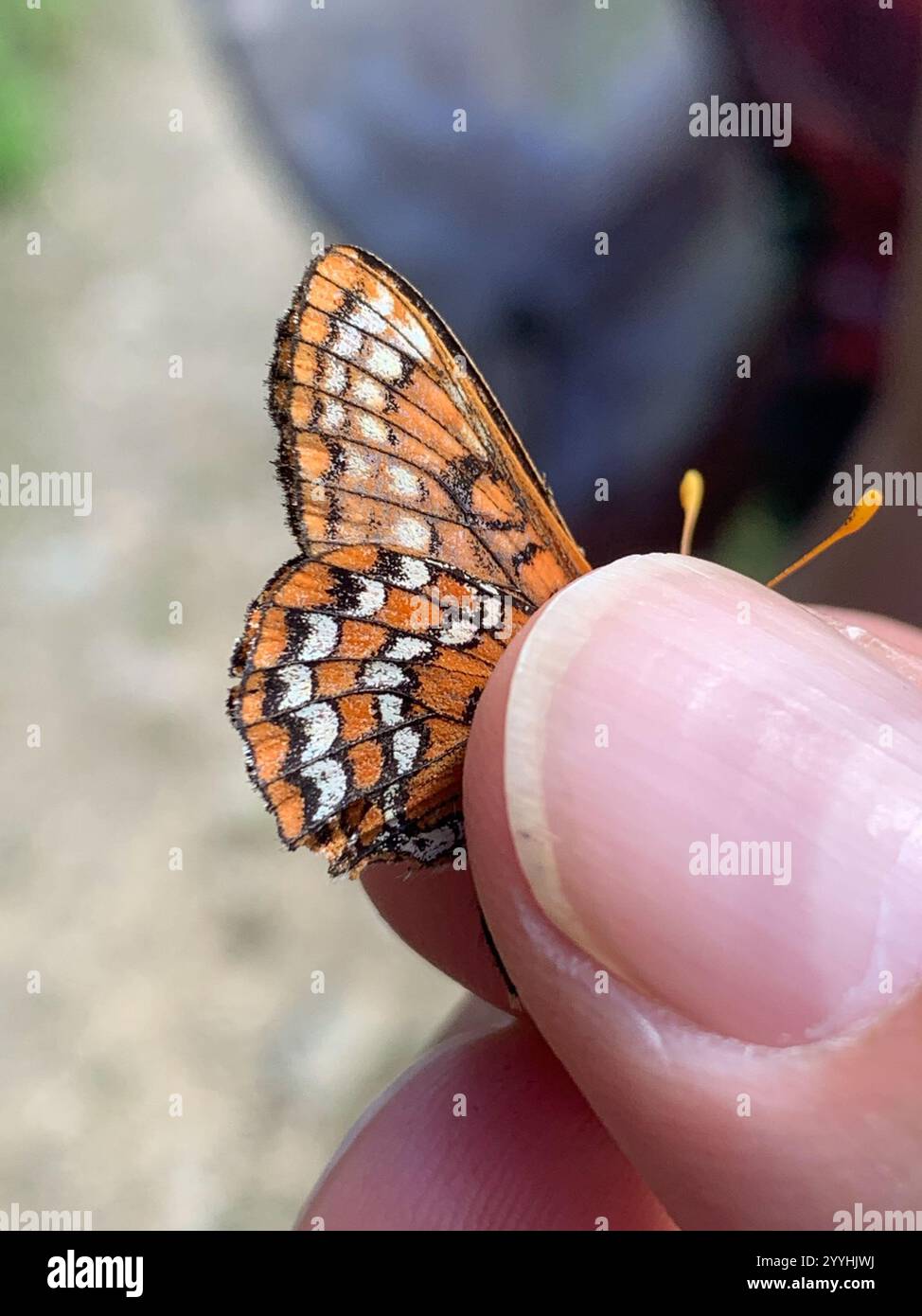 Anicia Checkerspot (Euphydryas anicia Stock Photo - Alamy