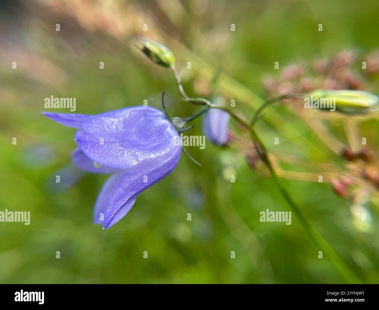 Common Harebell (Campanula rotundifolia Stock Photo - Alamy