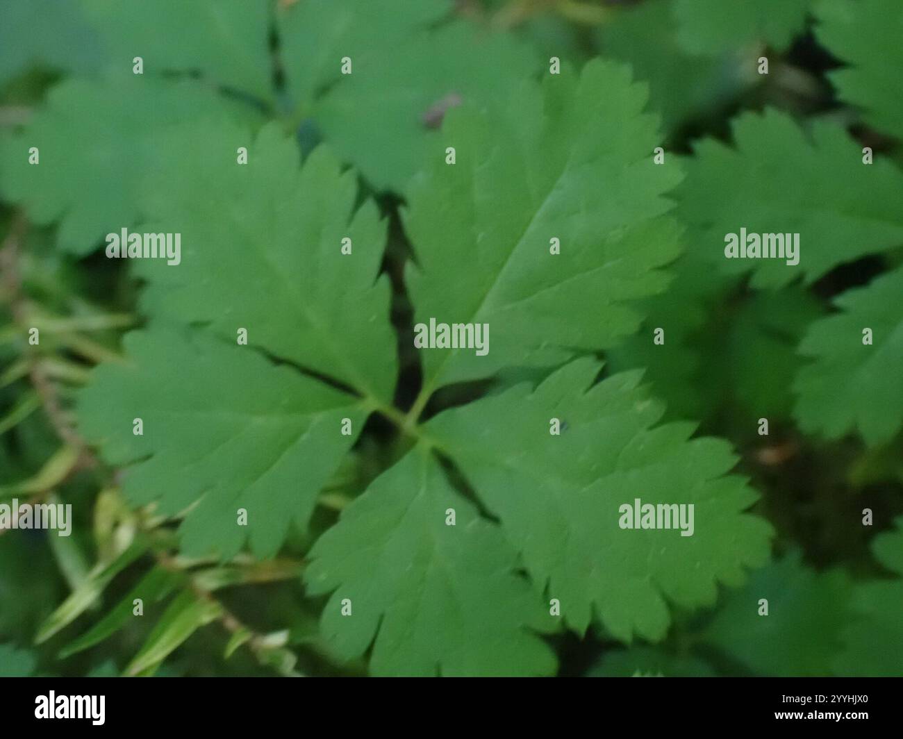 Five-leaf Dwarf Bramble (Rubus pedatus Stock Photo - Alamy