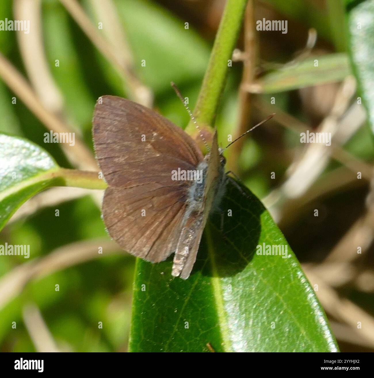 Erina hi-res stock photography and images - Alamy