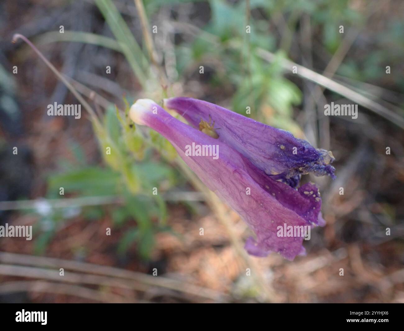 Bush Penstemon (Penstemon fruticosus Stock Photo - Alamy