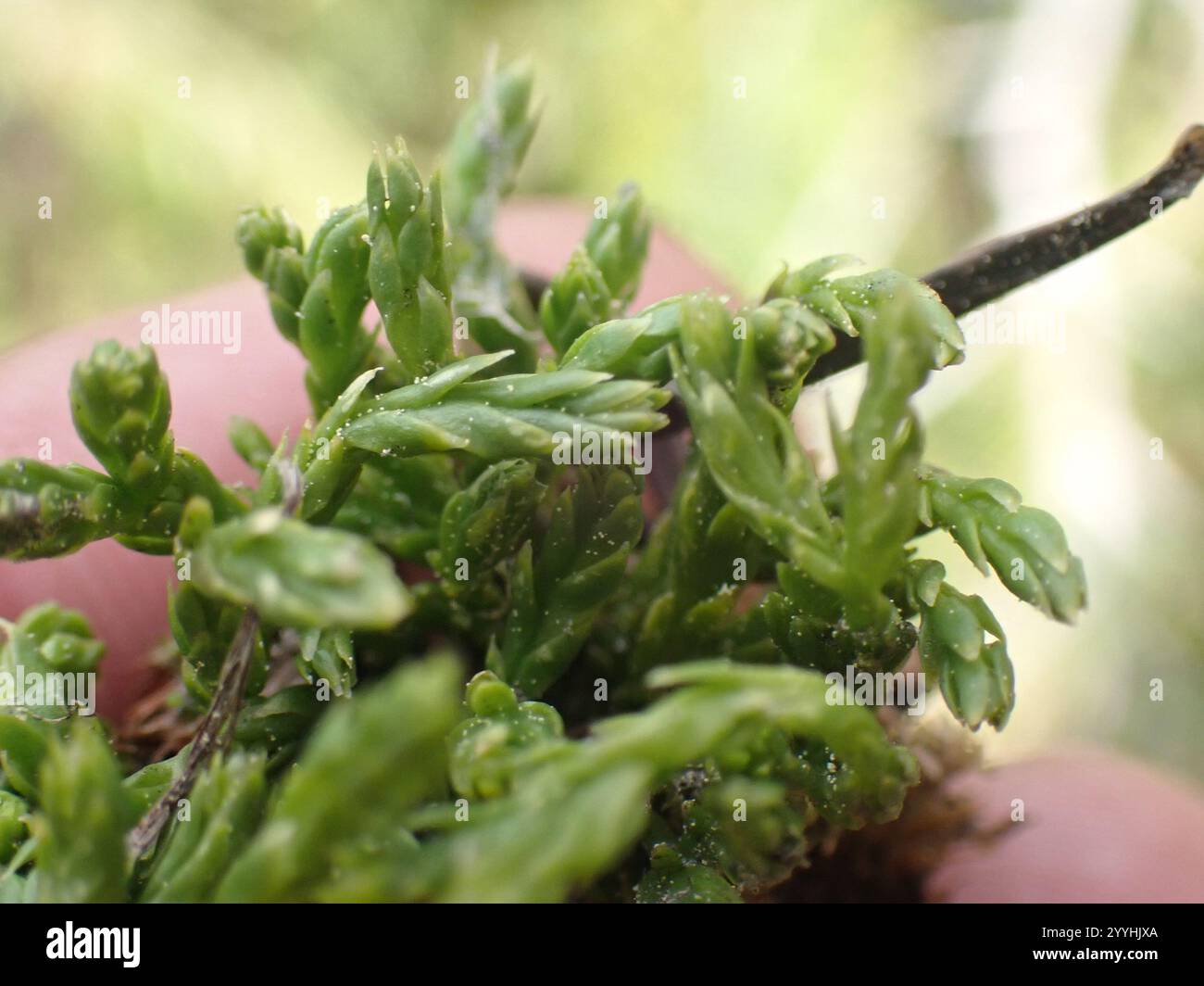 alpine clubmoss (Diphasiastrum alpinum Stock Photo - Alamy
