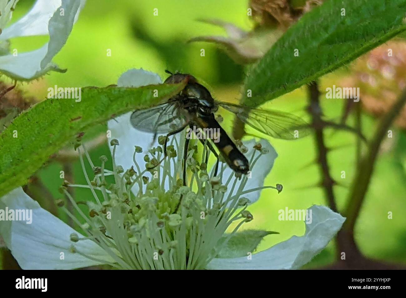 Typical Hover Flies (Syrphinae Stock Photo - Alamy