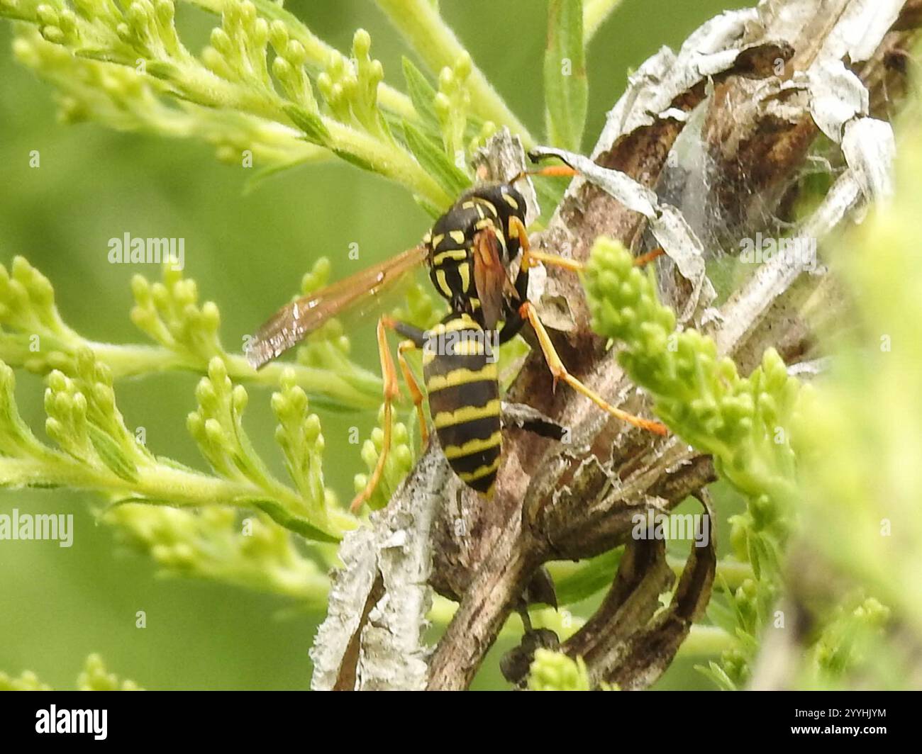 European Paper Wasp (Polistes dominula Stock Photo - Alamy