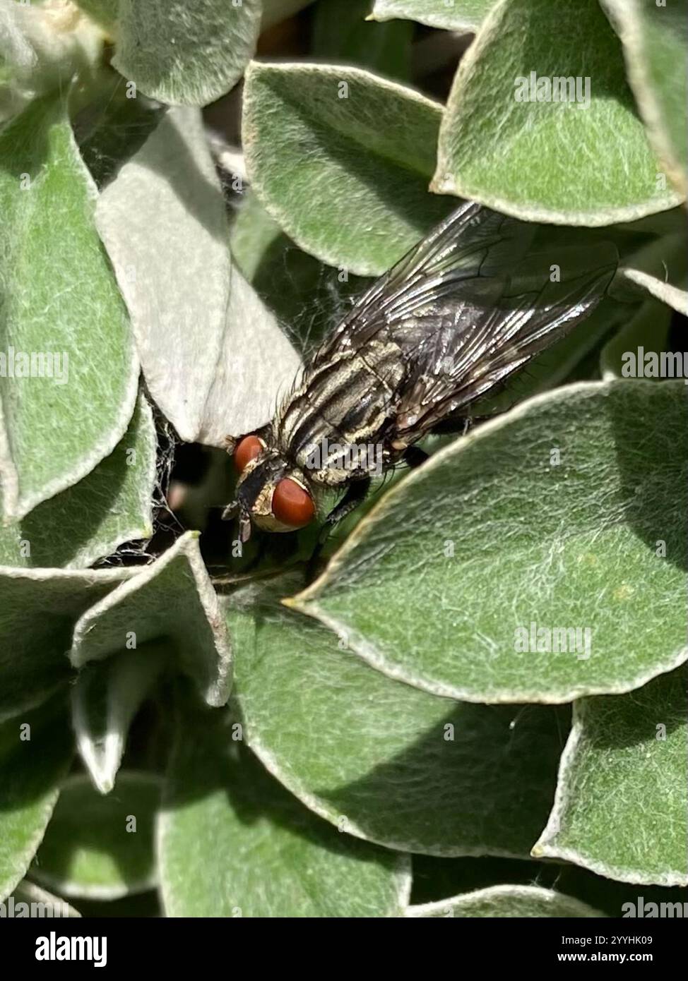 Common Flesh Flies (Sarcophaga Stock Photo - Alamy