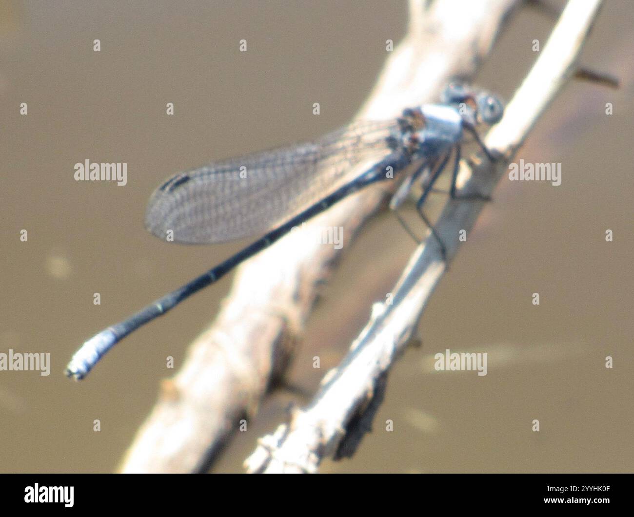 Powdered Dancer (Argia moesta Stock Photo - Alamy