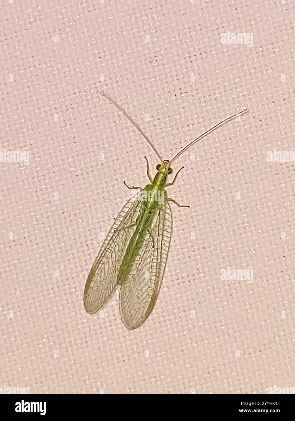 Chrysoperla carnea group hi-res stock photography and images - Alamy
