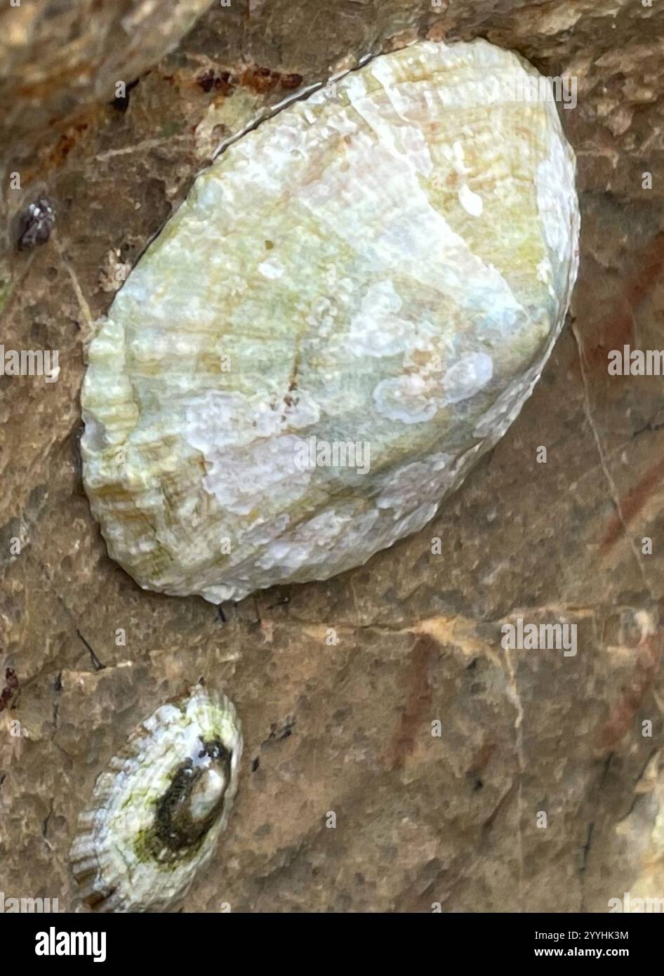 Patella Limpets (Patella Stock Photo - Alamy