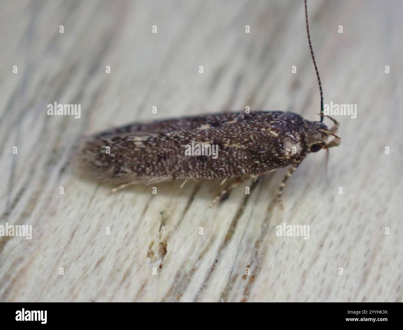 Dark Groundling (Bryotropha affinis Stock Photo - Alamy