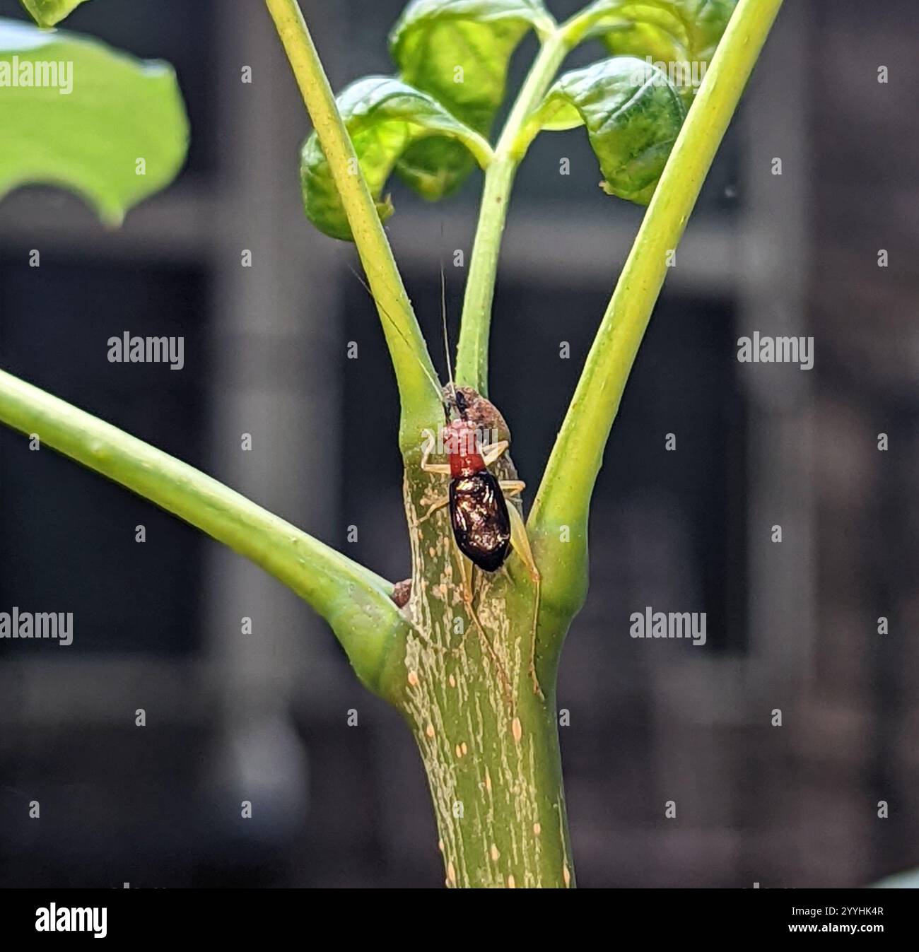 Red-headed Bush Cricket (Phyllopalpus pulchellus Stock Photo - Alamy