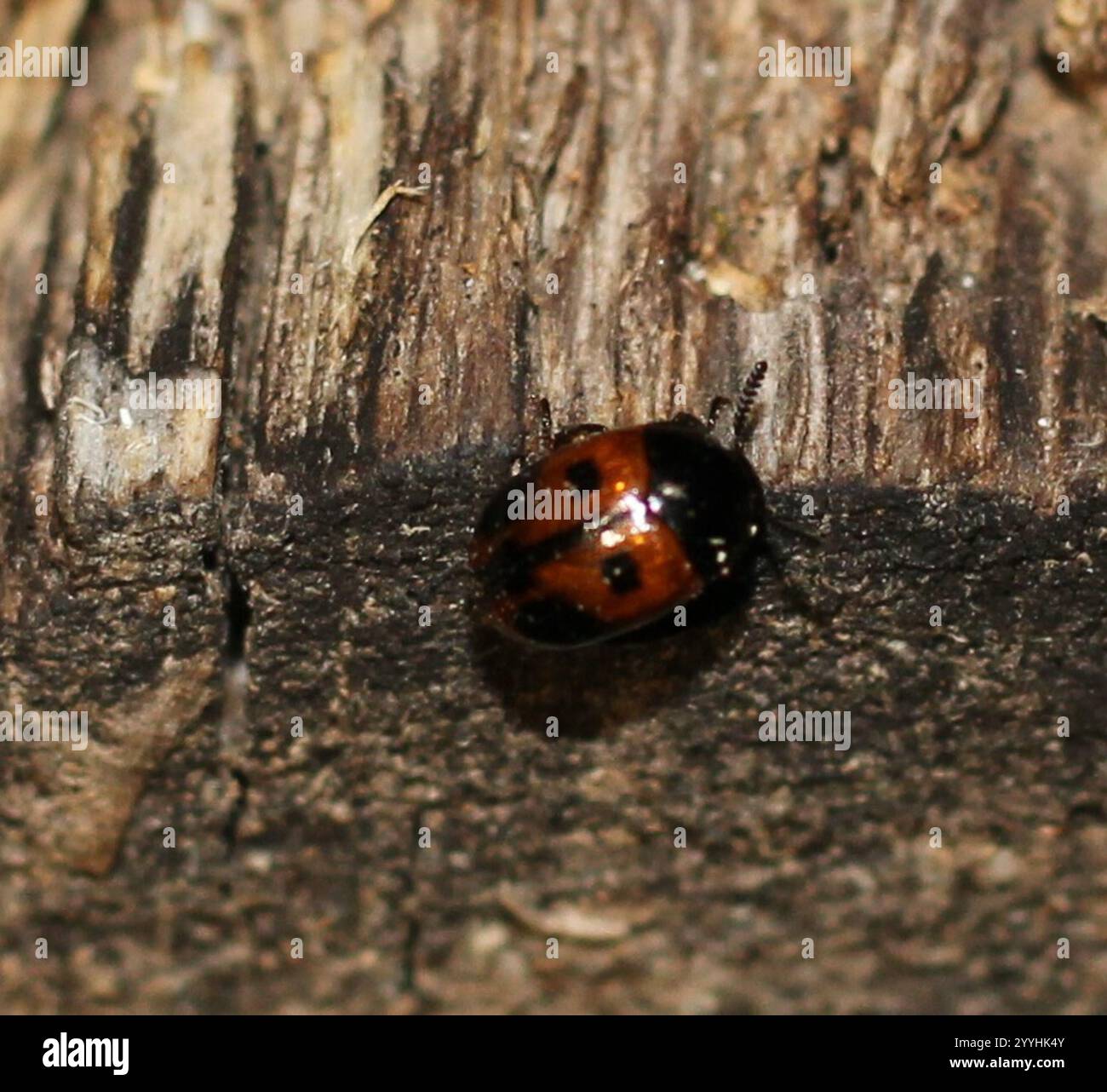Two-spotted Diaperis (Diaperis maculata Stock Photo - Alamy