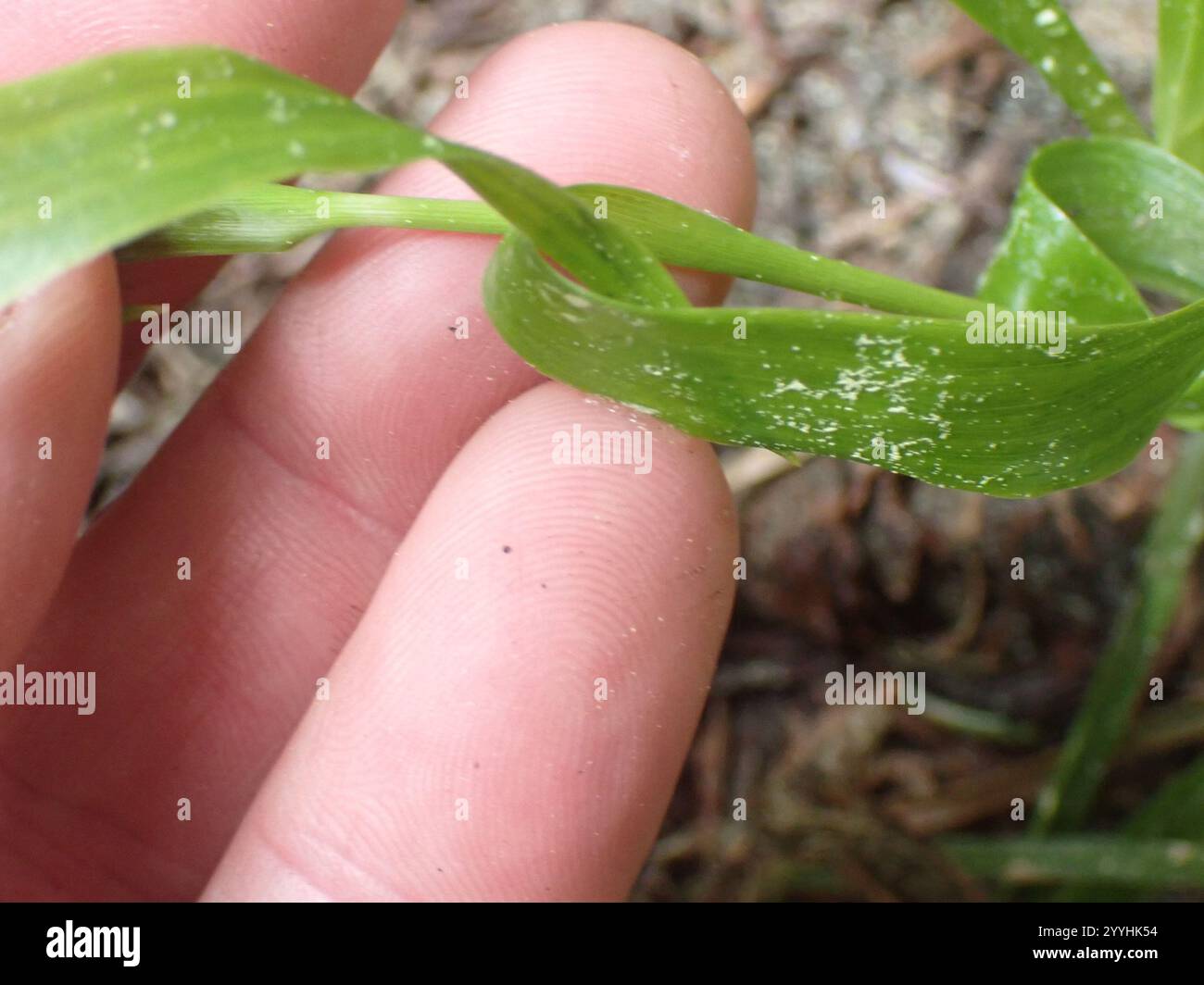 Small-flower Woodrush (Luzula parviflora Stock Photo - Alamy